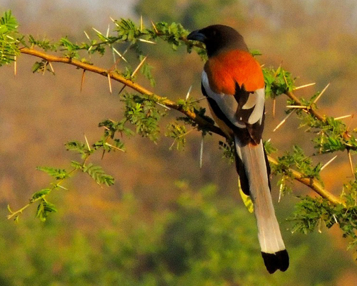 Birds in Tadoba National Park