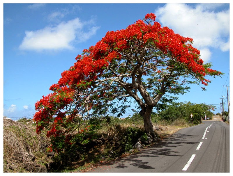 GMIT LAHAIROI TUAKSABU LASIANA BARAT: Bunga SEPE tanda NATAL suu dekat ...