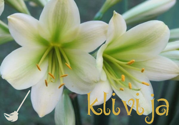 101 cvet : srpnja 2018