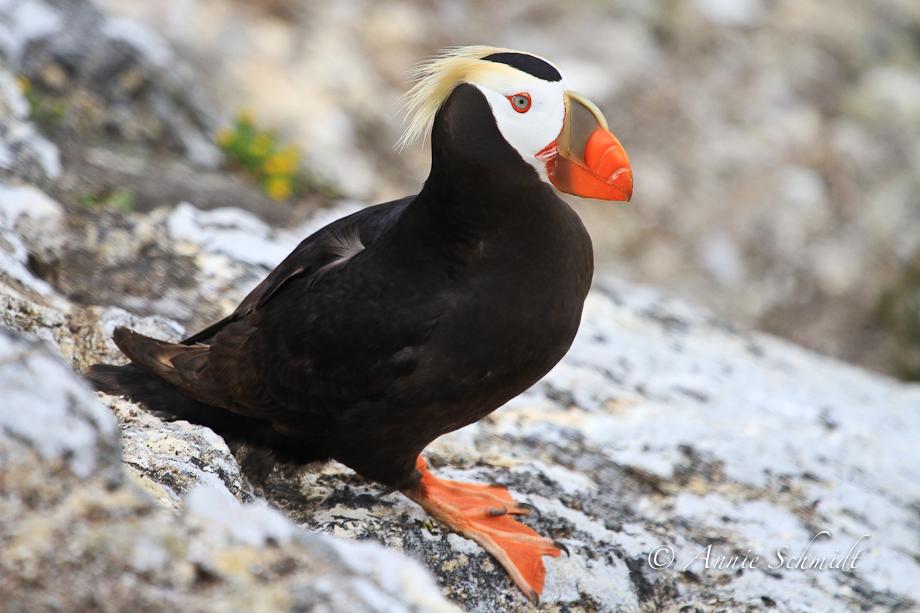 Los Farallones: The Tufted Puffins of the Farallons