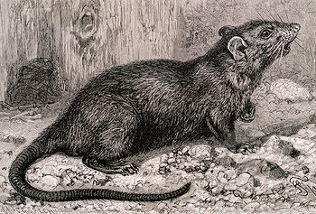 The Medieval Re-enactor: The Black Death