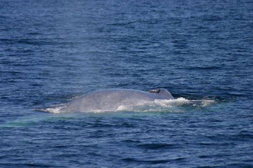 Blue Whale | The Life of Animals