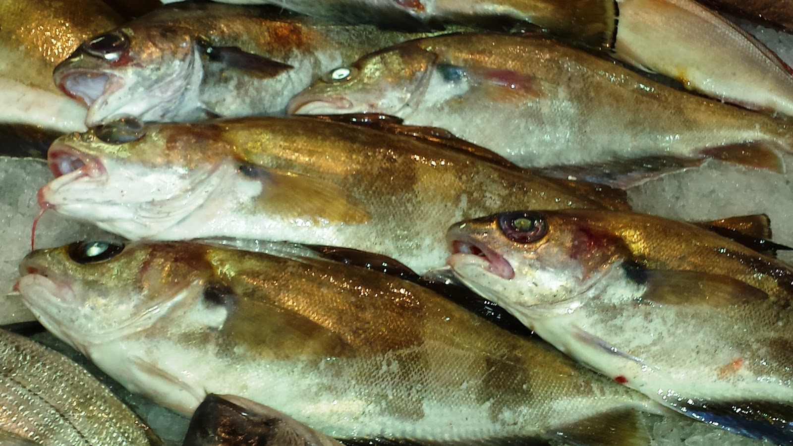 El rincón de Mundín: PESCADOS: EL ABADEJO Y LA FANECA