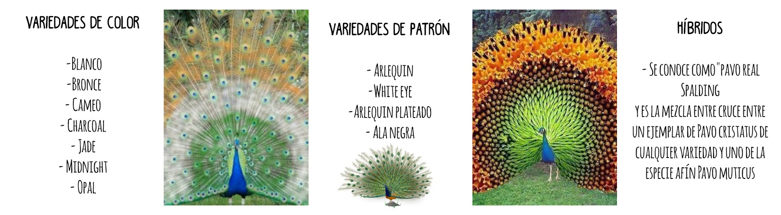 PAVO REAL
