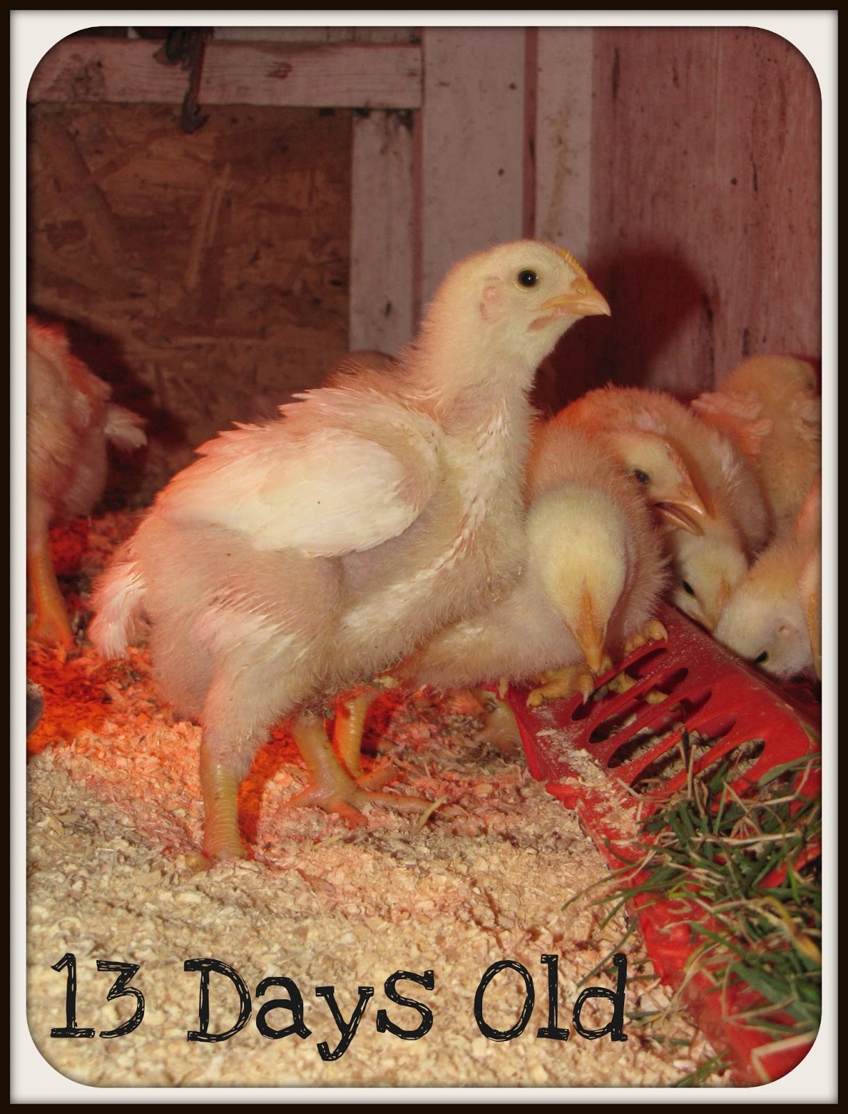 Thoughts From Jules...: First Batch of Meat Chickens....