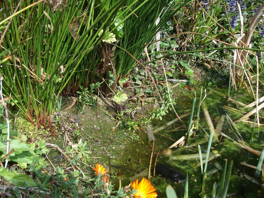 Brincadores: Projeto Charcos com vida