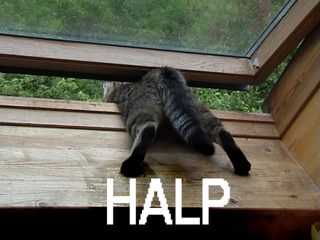 HALP | Funny Cat Pictures
