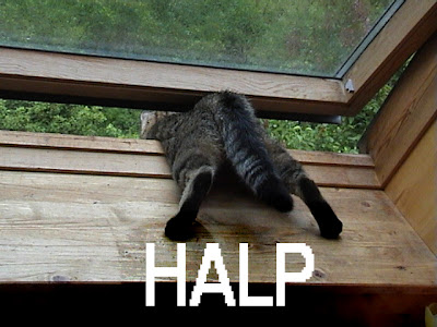 HALP | Funny Cat Pictures