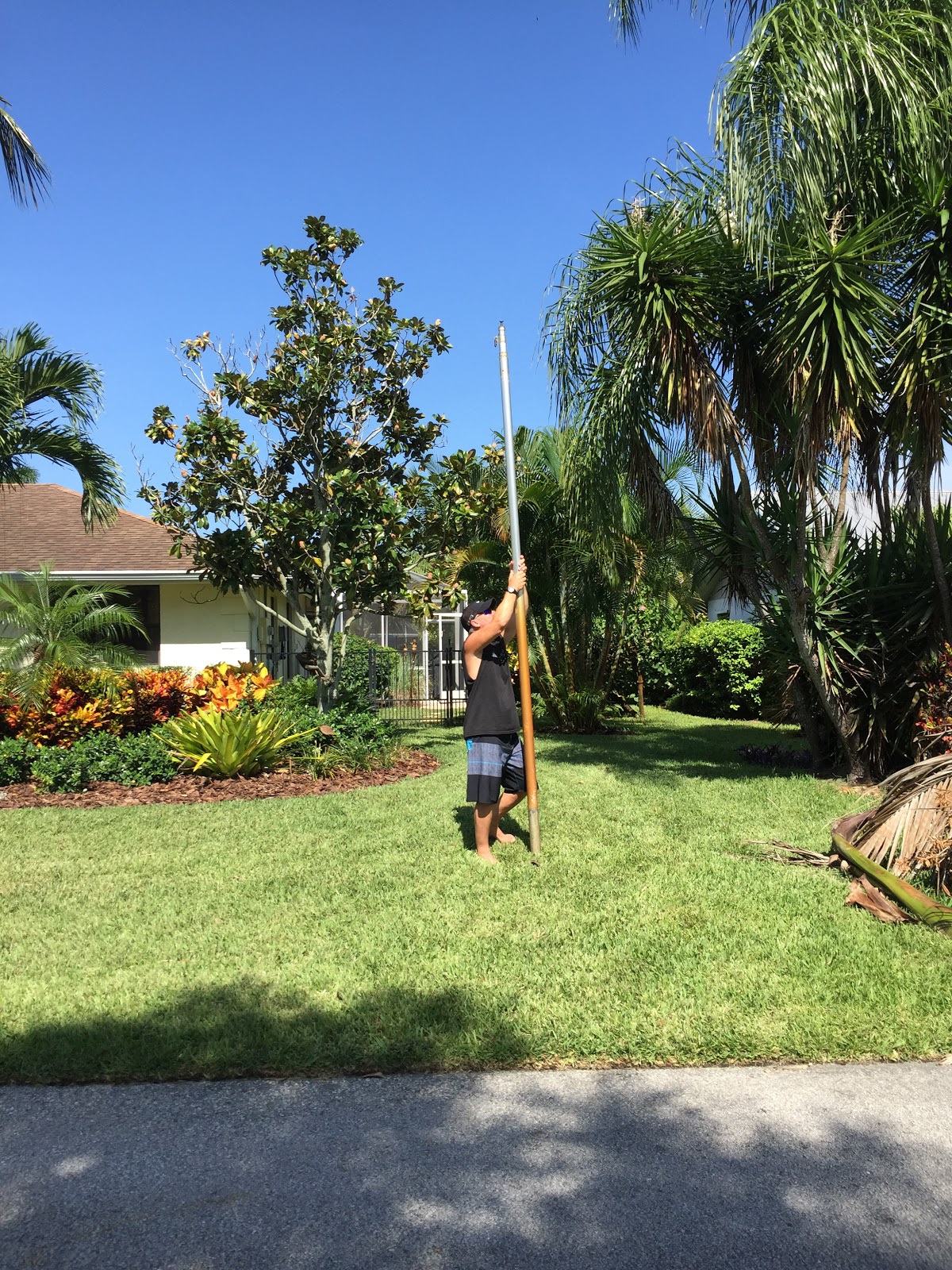 Copeland Christmas Blog: 2015 Mega Tree with Light-O-Rama