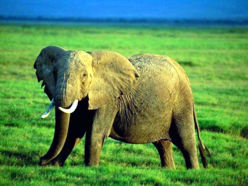 Elephant | The Life of Animals