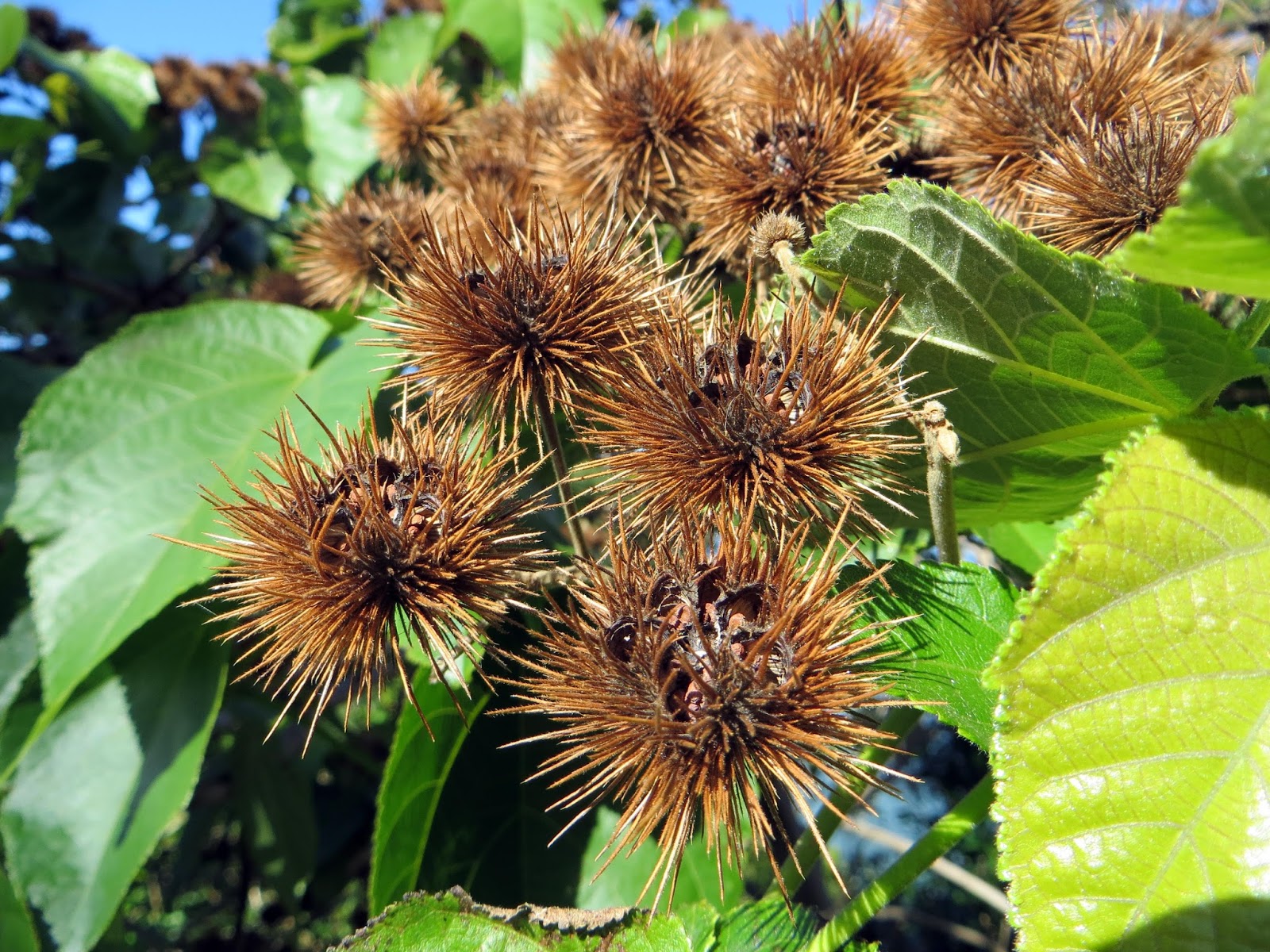 sconzani: Auckland walks: From the city to Mt Eden and back
