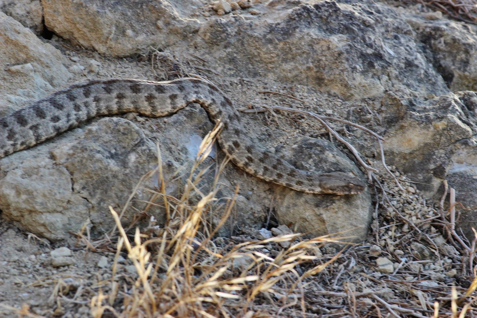 Ερπετά και αμφίβια της Κύπρου - Reptiles and amphibians of Cyprus by ...