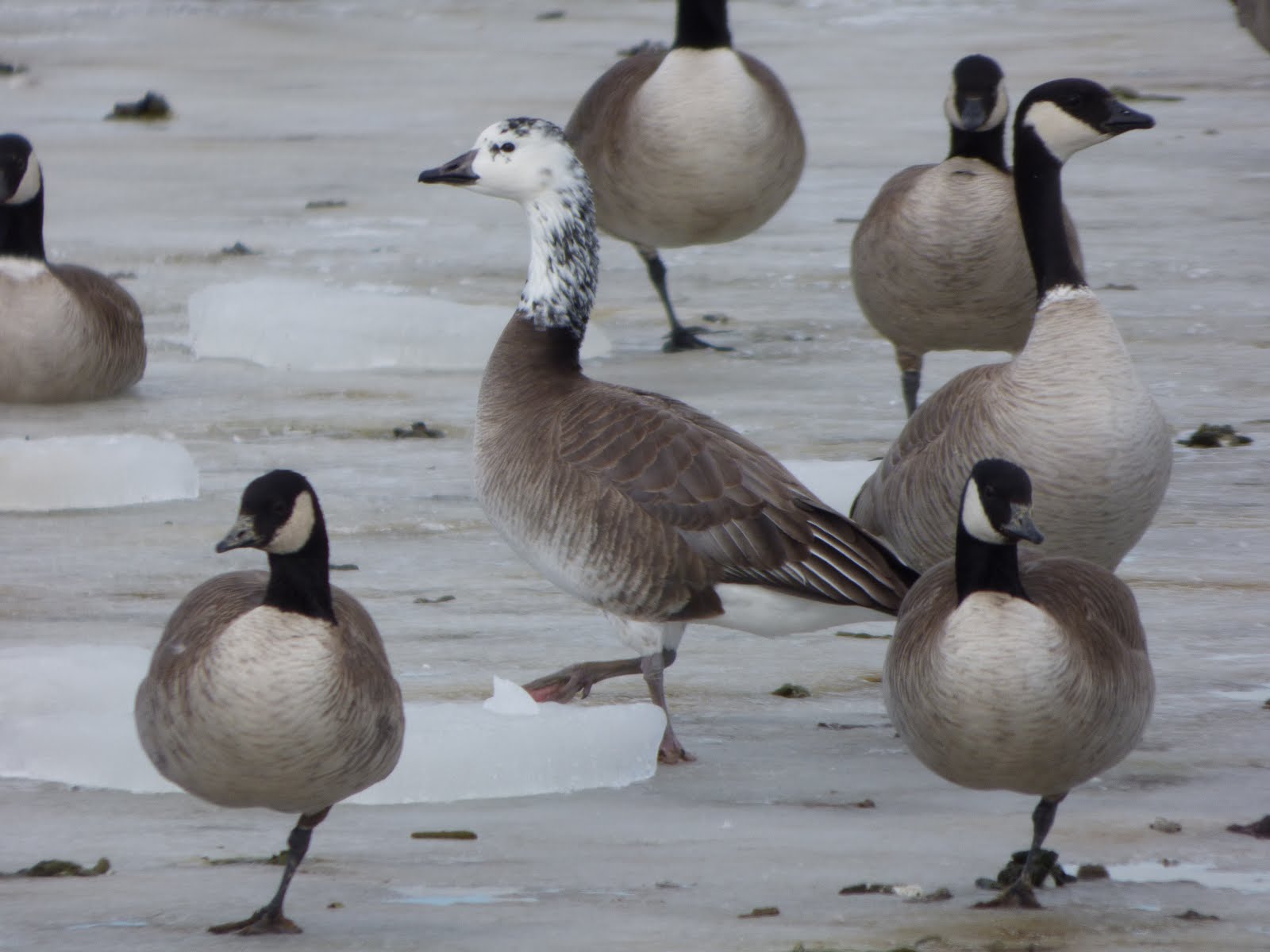 cobirds colorado rare bird: January 2018