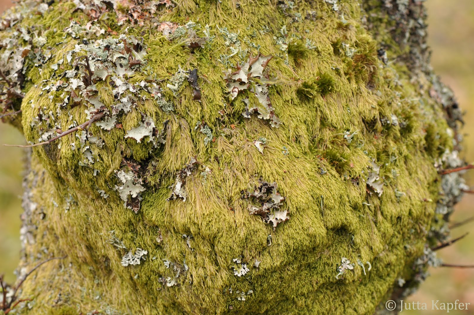 Bryophytes of Central and Northern Europe: Hypnum andoi