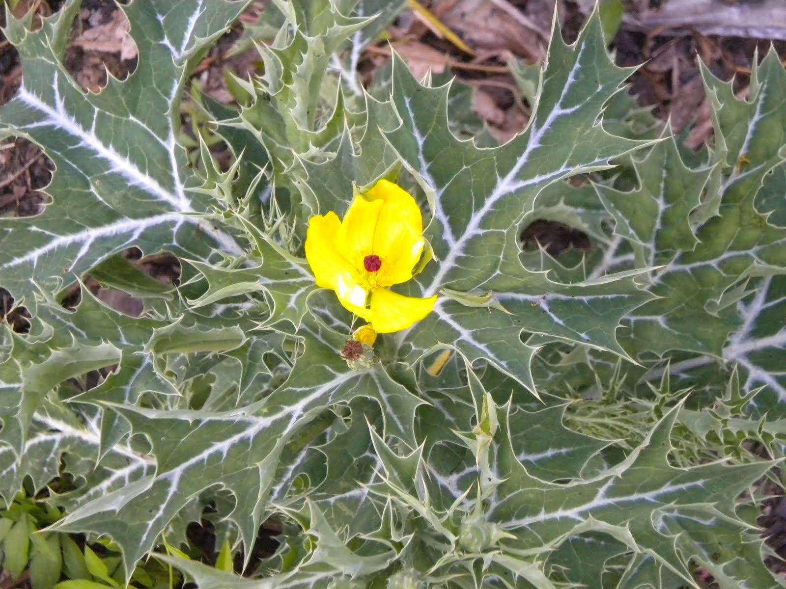 Remedios naturales de la abuela: El Cardo Santo