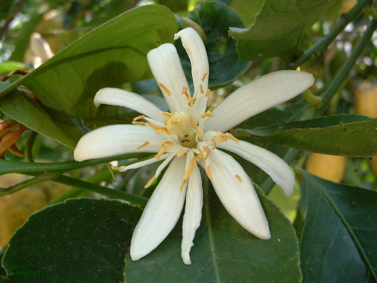 nontuttomaditutto: 200 fiore di limone con ospiti