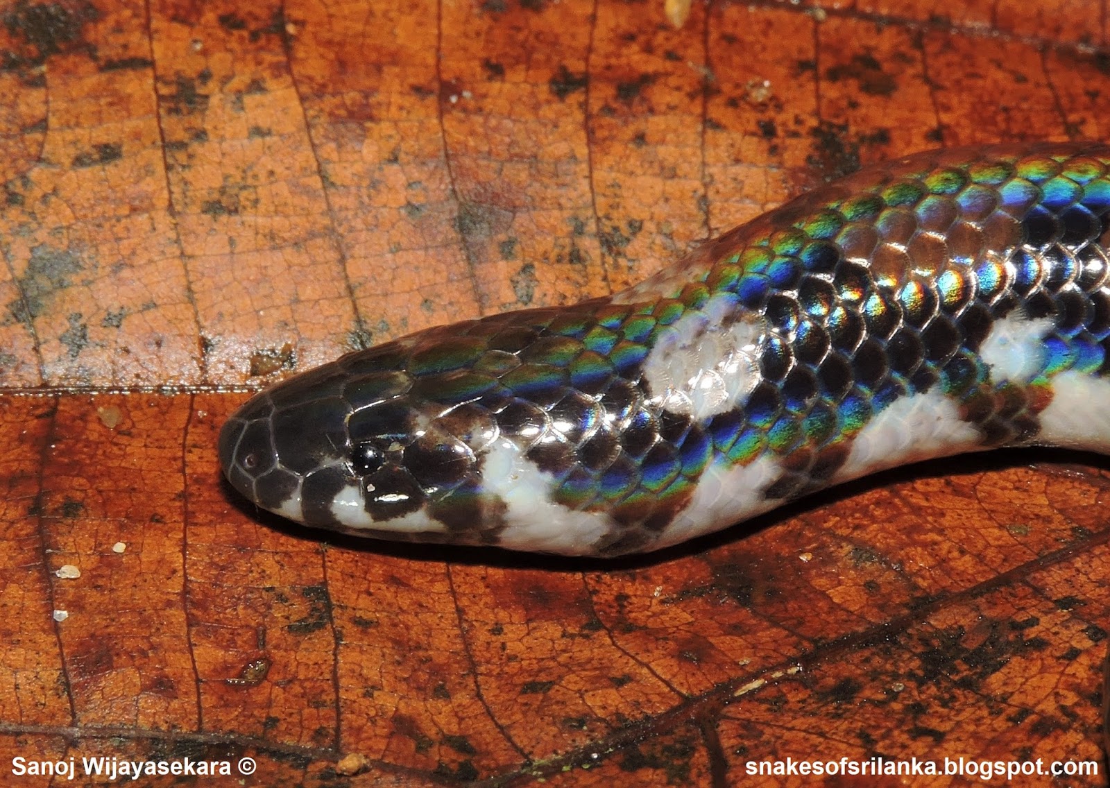 Sri Lankan Pipe Snake/දෙපත් නයා (Cylindrophis maculatus-Linnaeus, 1758)