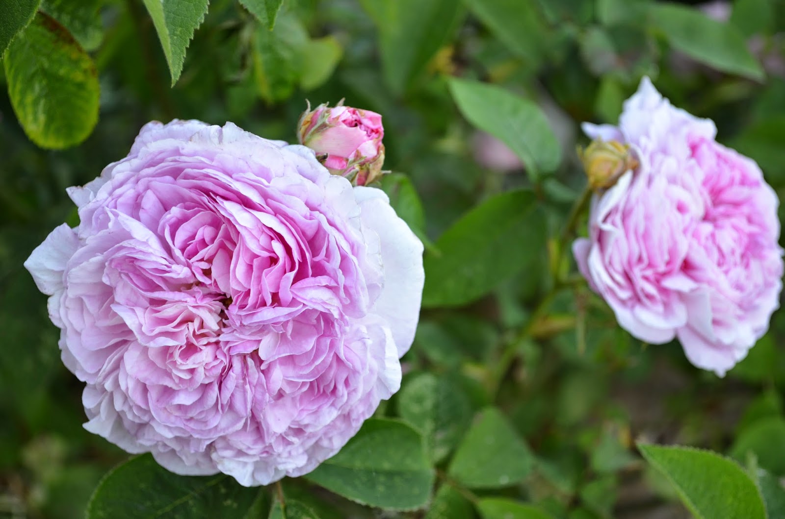 Bonderosen: Engelske roser