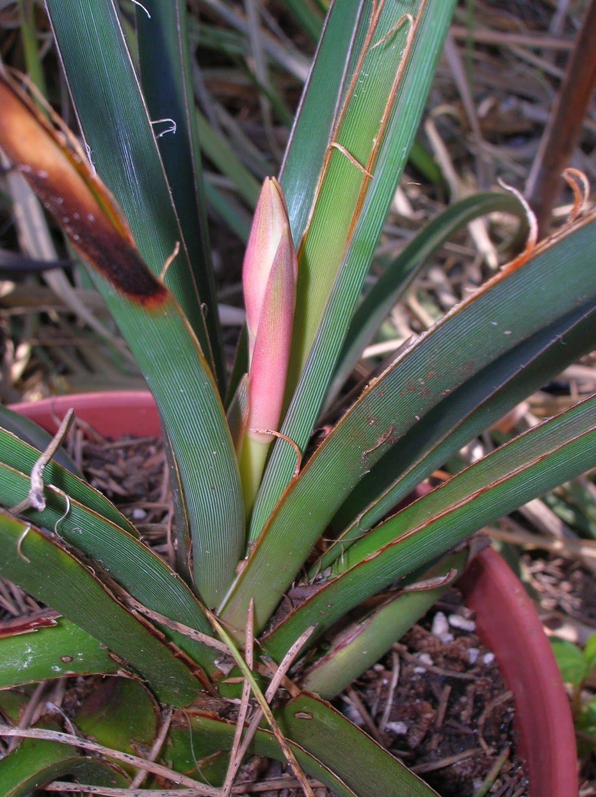 Recregarden: HESPERALOE PARVIFLORA