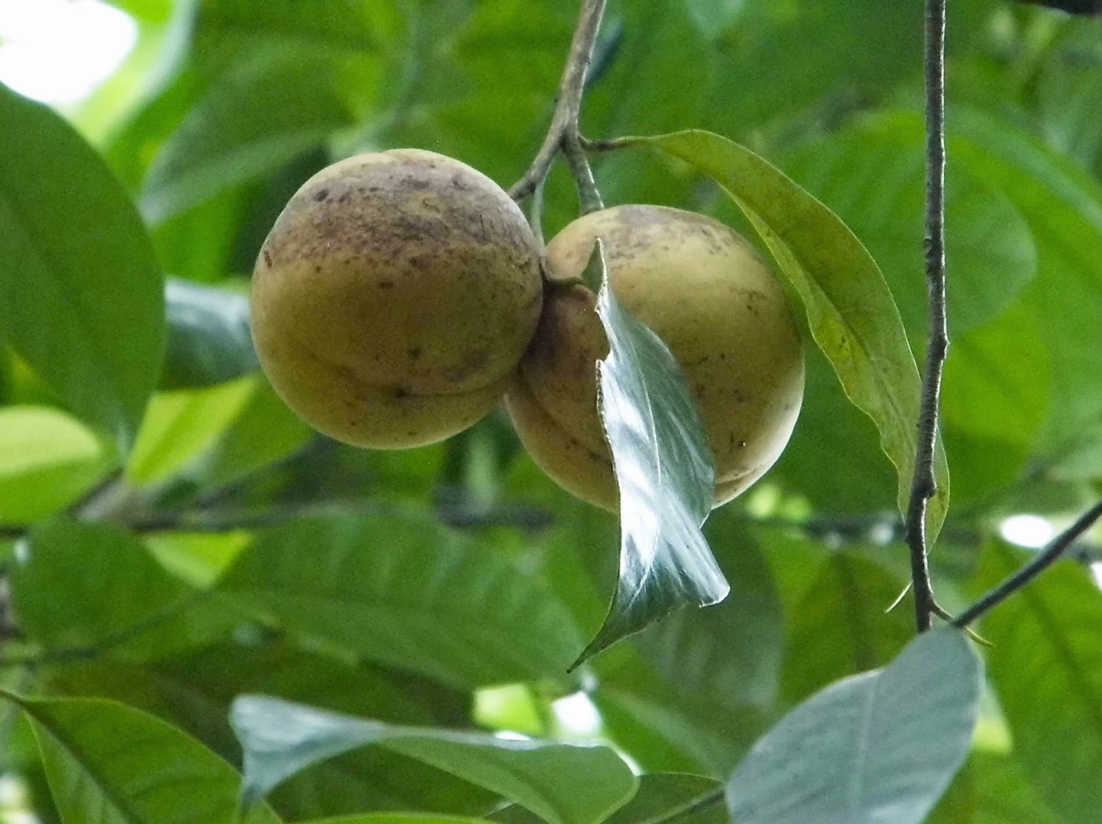 Nutmeg (Jathikka) | KERALA NATURE AND AYURVEDA