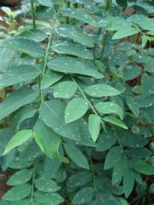 Overcome Disease: leaf katuk (Sauropus androgynus)