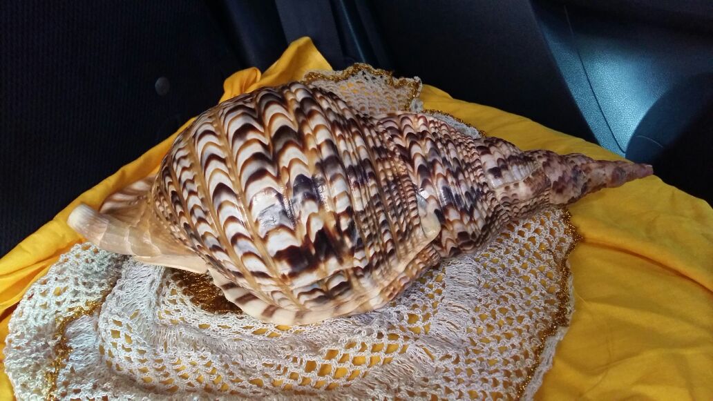 Valampuri / Triton Shell / Conches / Sangu / Triton Shell