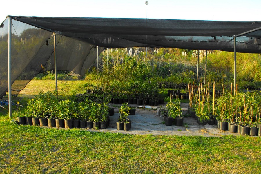 EL VIVERO: En el crecen unos 8000 ejemplares, de alrededor de 100 ...