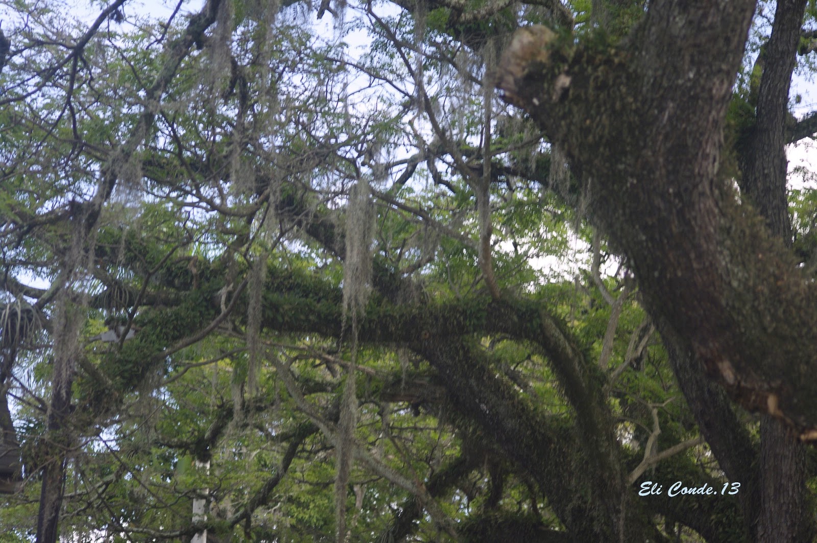 Con ojos curiosos en Rep.Dominicana: "Samanes y guajaca"