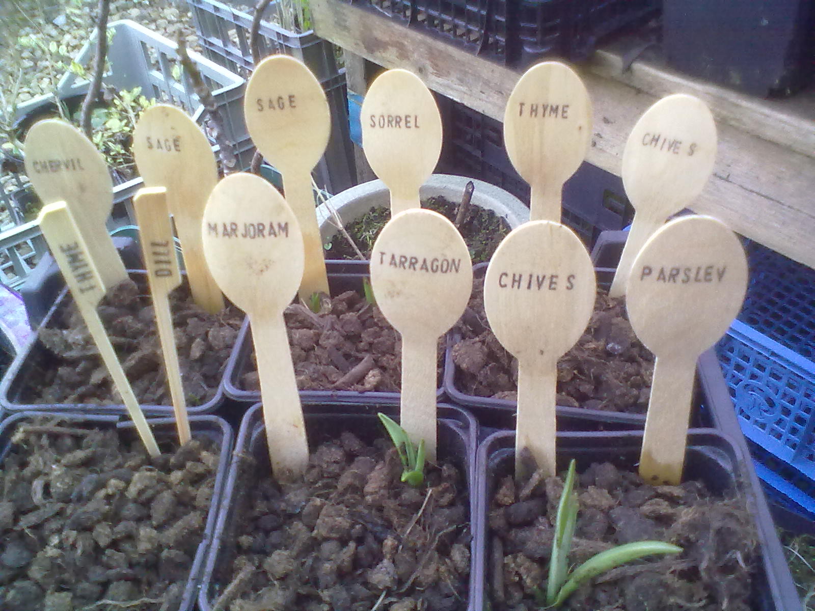 Rachel the Gardener: Plant Labels: cute and quirky