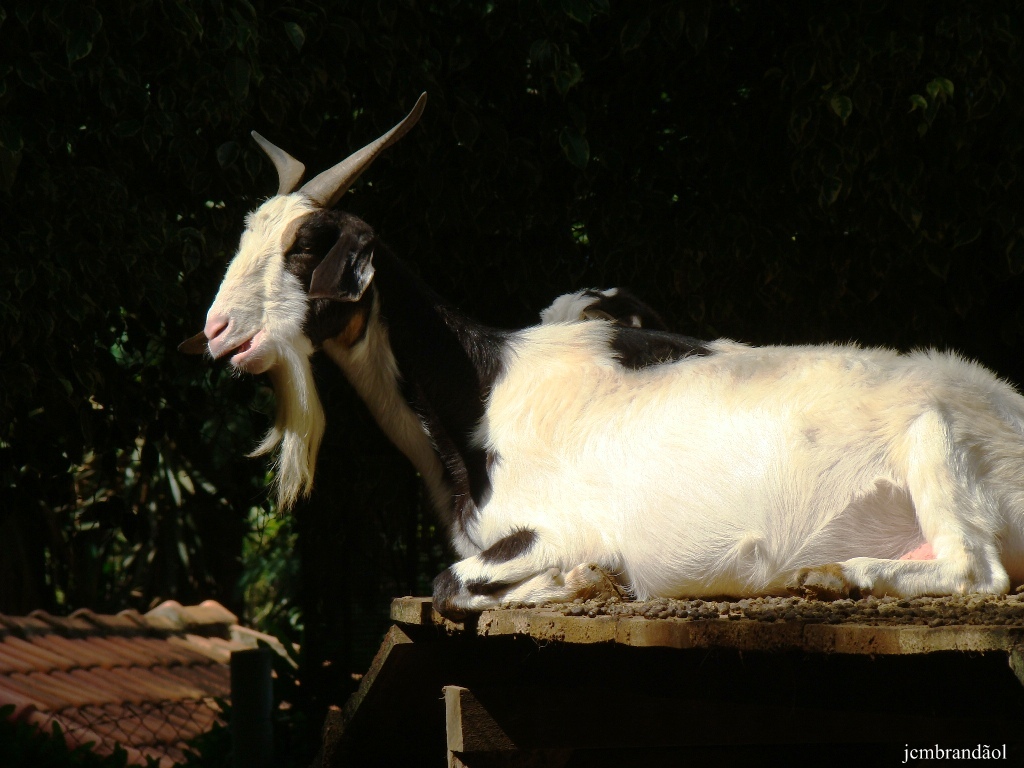 poesia & crônica : O BODE