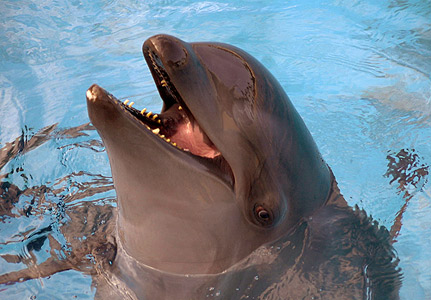 Wholphin