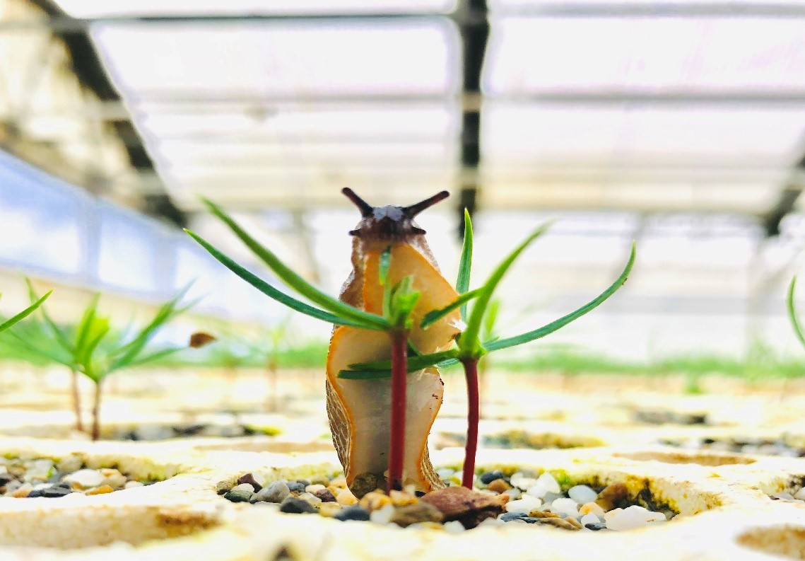 World Forestry Center - International Fellowship Program Blog: May 2019