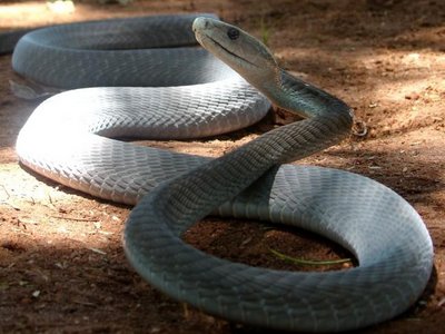 Black Mamba - Reptiles World