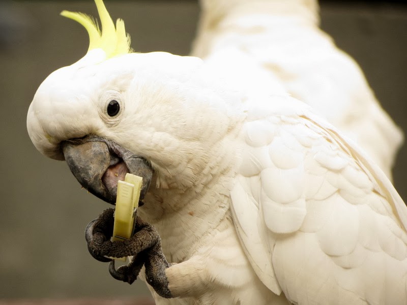 Nature walks with my camera: Cockies in the backyard - Oct 2013