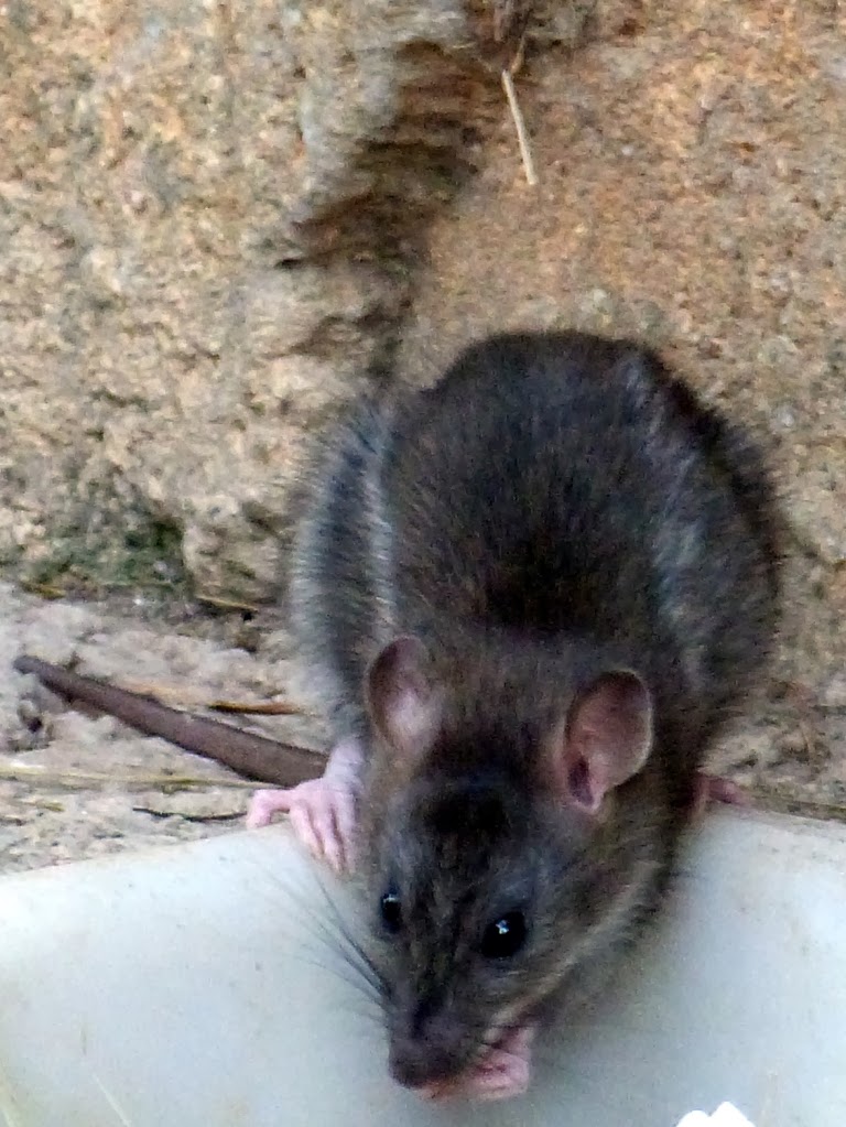Taxonomía Chordata: Clase Mammalia Orden Proboscidea, Rodentia. Sirenia ...