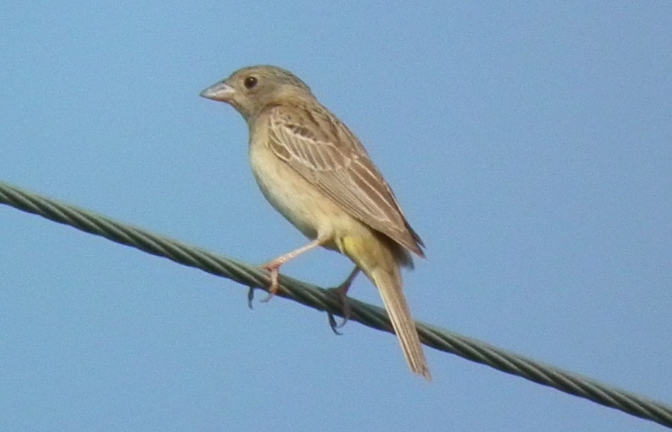 Wonderful World of Birds: Baya Weaver Bird