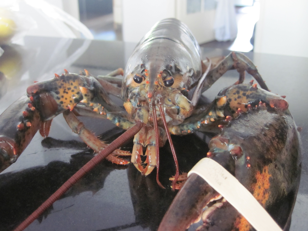 Keittiönatsi: Keitetty hummeri