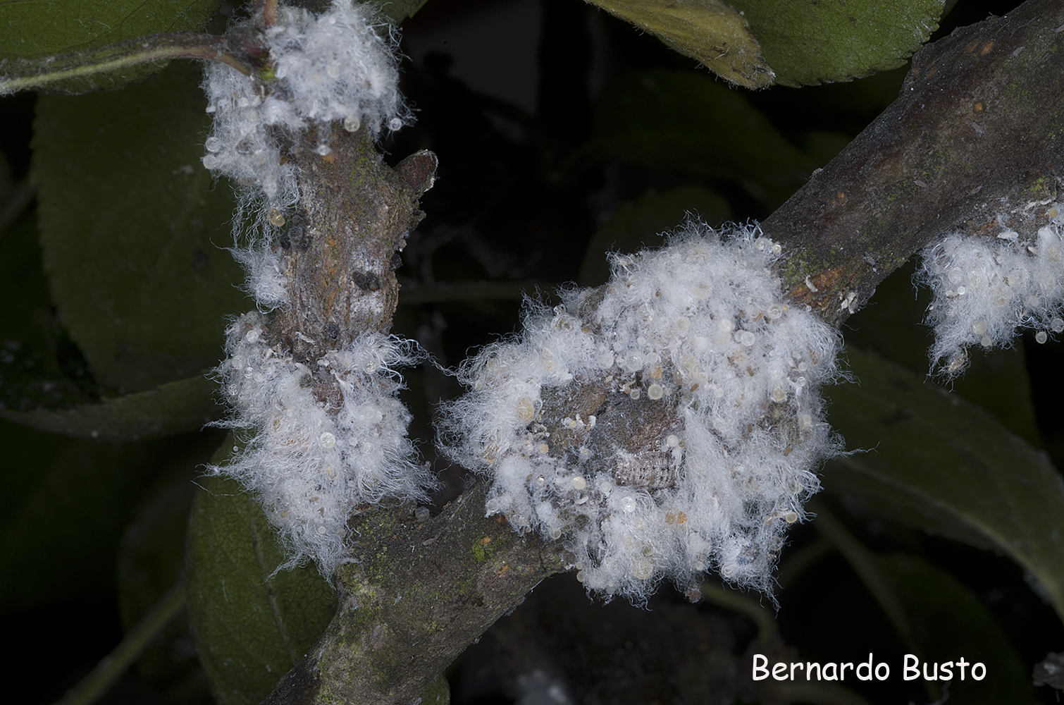 RÍA DE LA VILLA: Pulgón lanígero