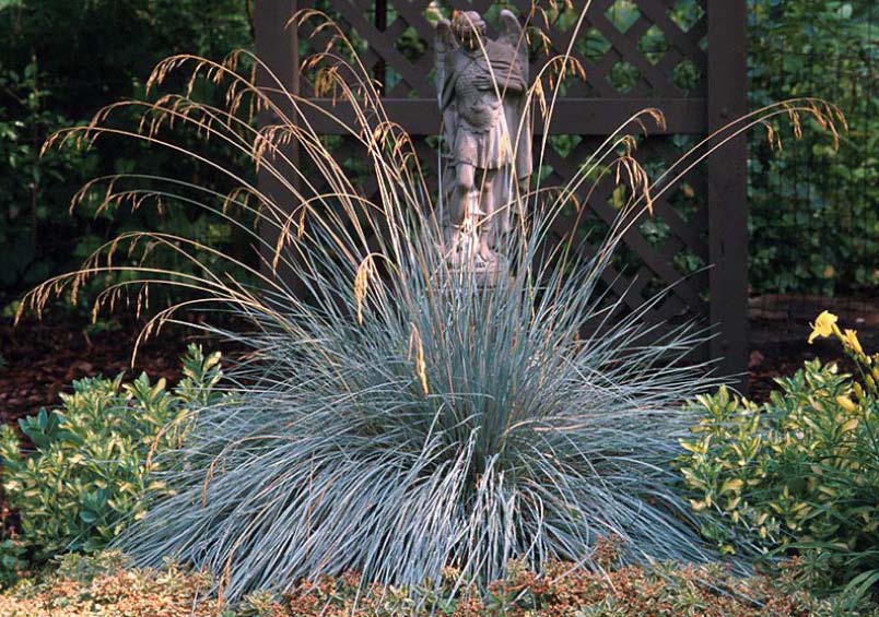 Beechwood Landscape Architecture and Construction: Blue Oat Grass ...