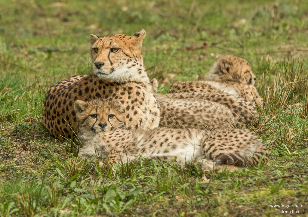 Irma's Natuurbeleving: Cheeta