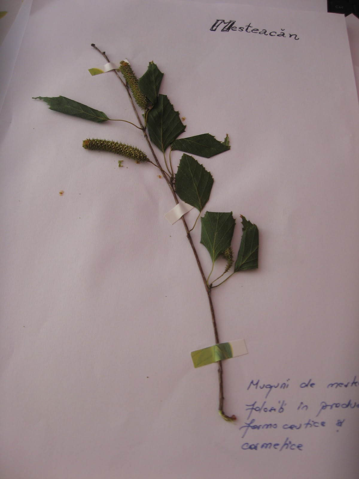 Cuvinte-picaturi de suflet: Ierbar-cunoasterea plantelor