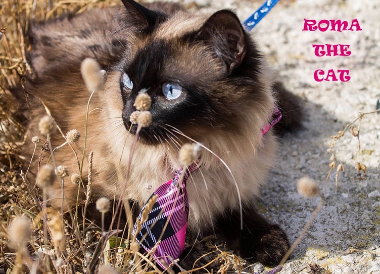 Roma Cat