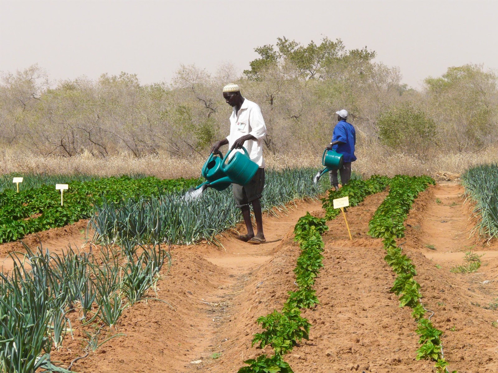 Eliminate Poverty Now: Notes from the field #5: Farmers of the Future ...