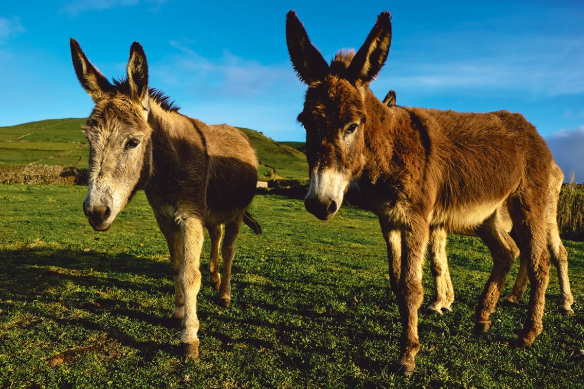 Lembranças: O burro "anão" da Graciosa, Ilha Graciosa, Açores