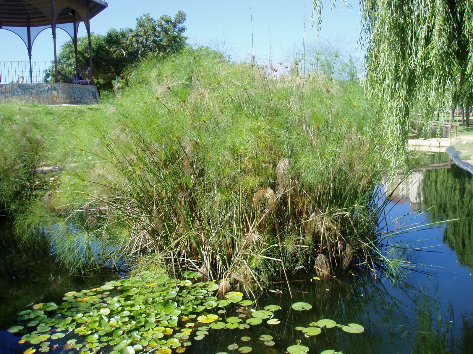 PAPIRO: Cyperus papirus | Plantas rioMoros