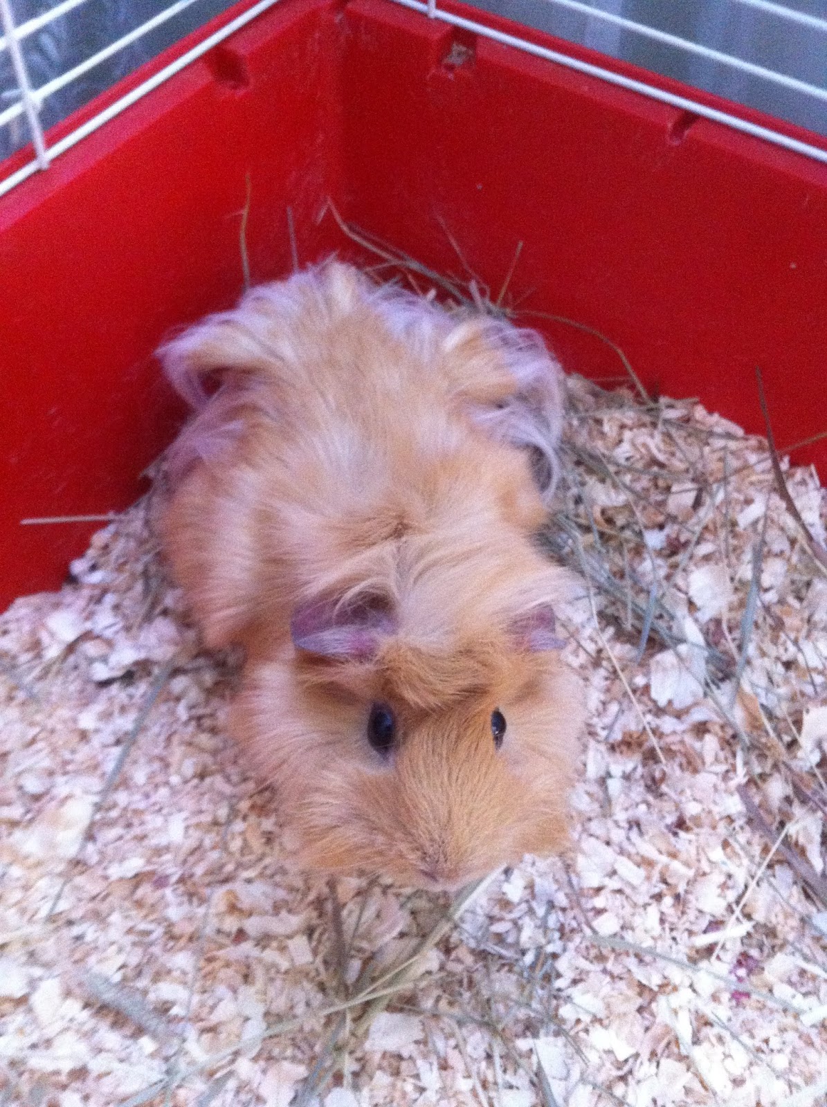 Peace, Love & Midlife Awakenings: The Crazy Guinea Pig Lady
