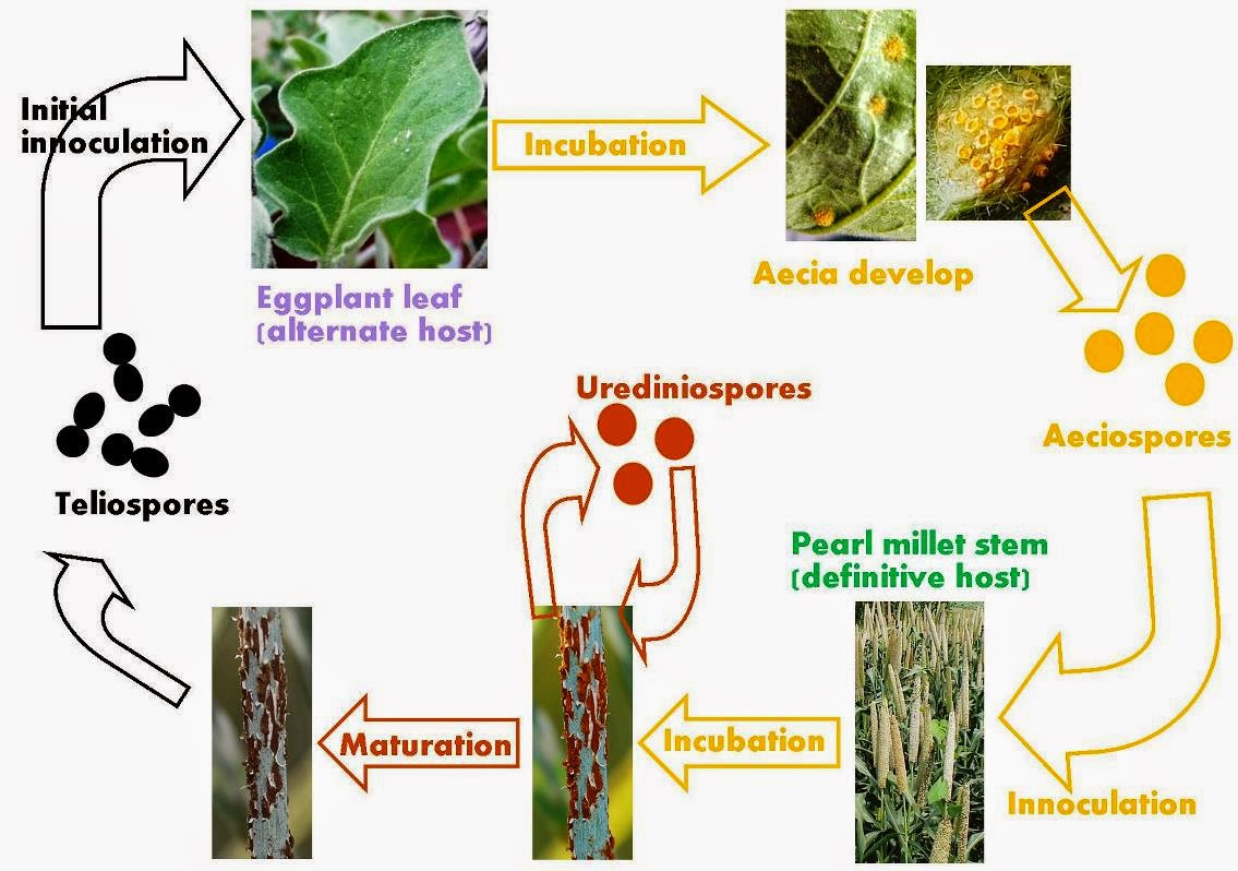 Roots 'n' Shoots: Eggplant Rust – Disease of the Month