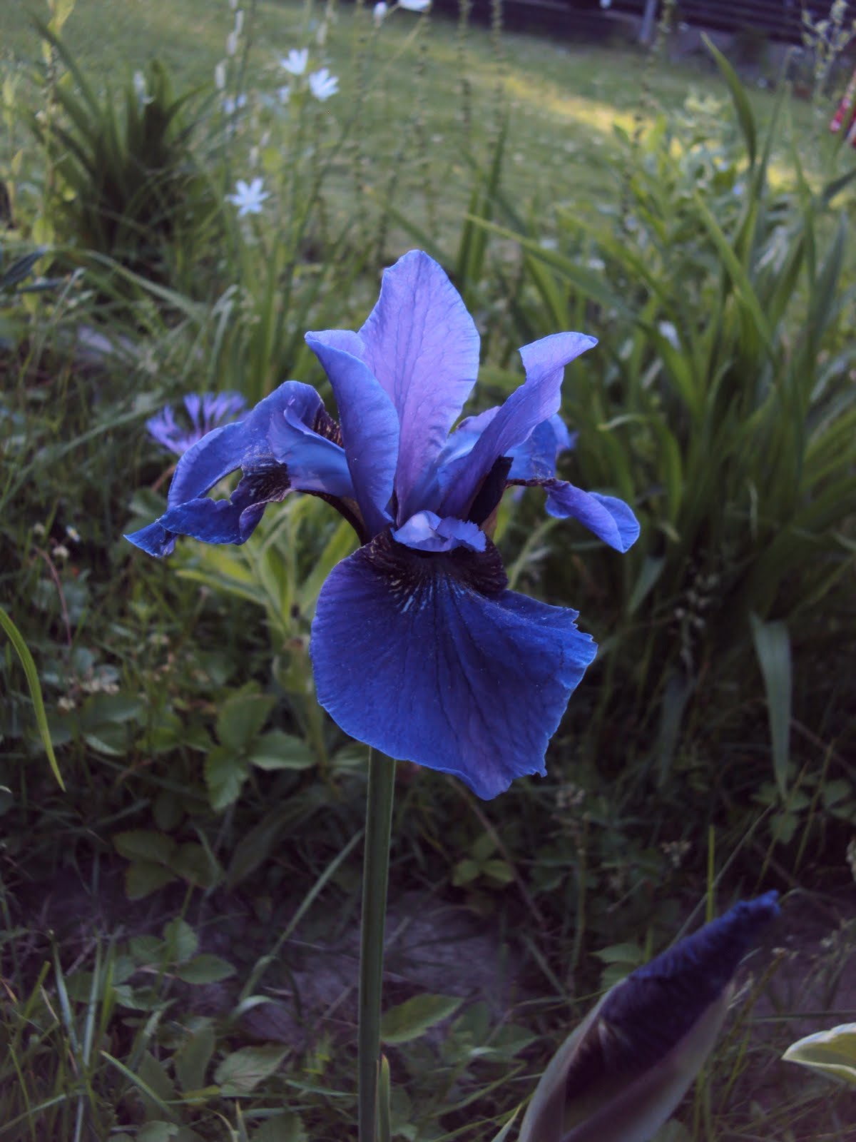 Irishaven: Mine iris