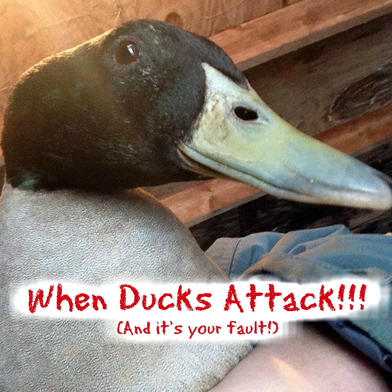 When Ducks Attack (And it's your fault) - The (mis)Adventures of a ...