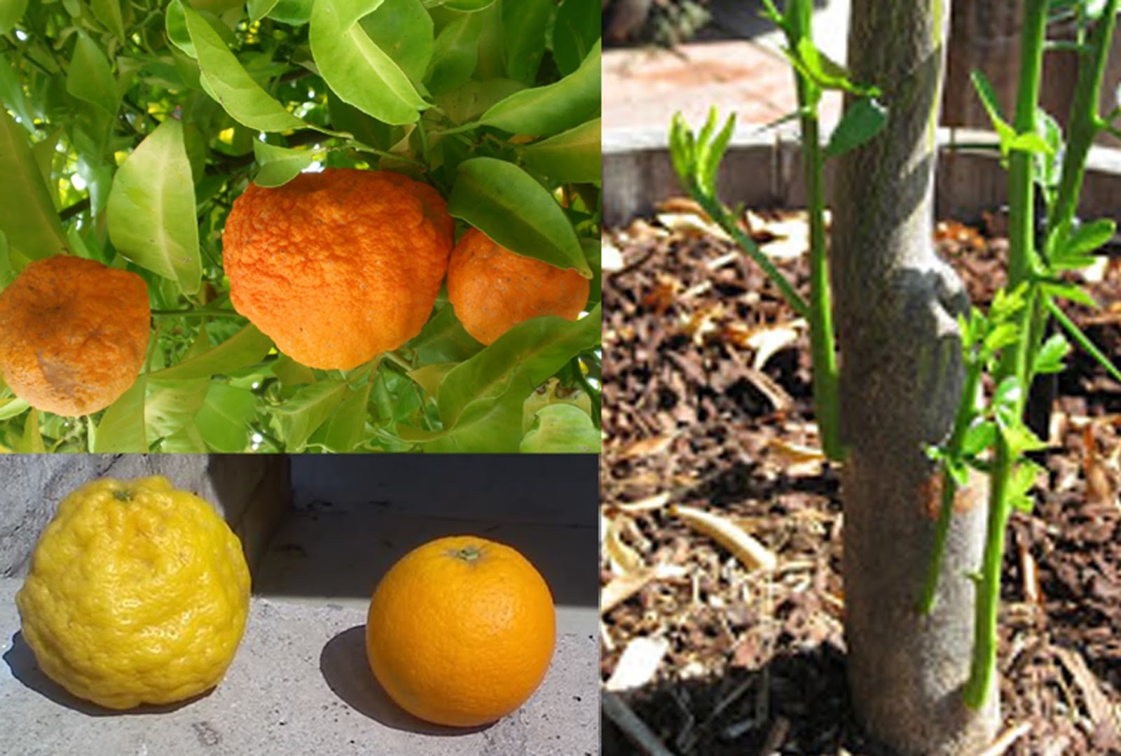 Edible Herbs, Flowers & Other Edibles - Grow Your Own Dinner!: Lumpy ...